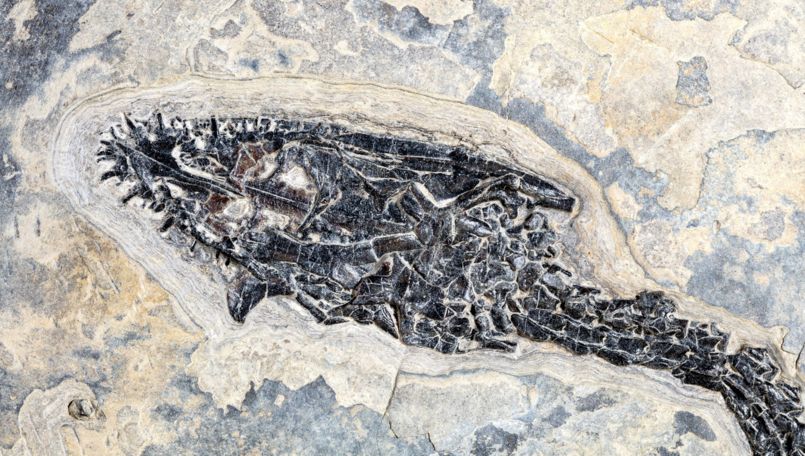 Fossili I Fossili: Schede Didattiche Per La Scuola Primaria